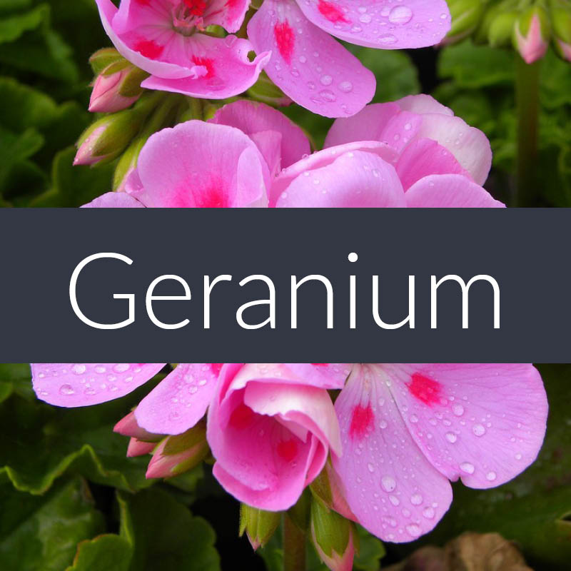 Geranium Essential Oil – Finesse Home