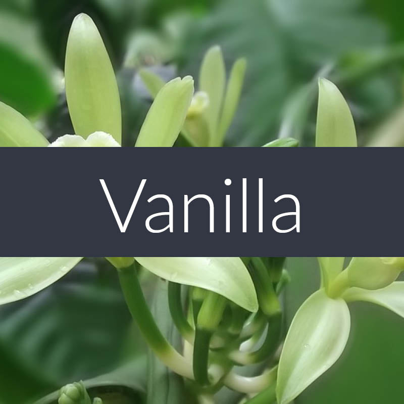 Vanilla Absolute Essential Oil – Finesse Home